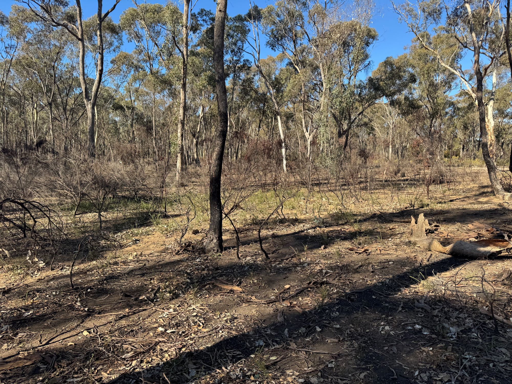 Postponed – Renewing the forest with fire? – Talking Fire
